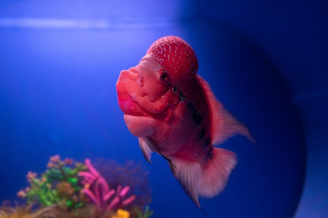 4 Jenis Ikan Hias Air Tawar Predator yang Bisa Dipelihara, Pesona Liar ...