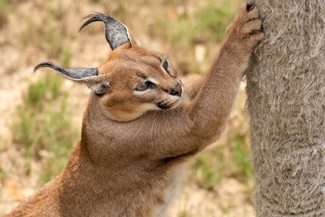 5 Fakta Unik Kucing Caracal yang Menarik untuk Diketahui – cakrawalanews.co
