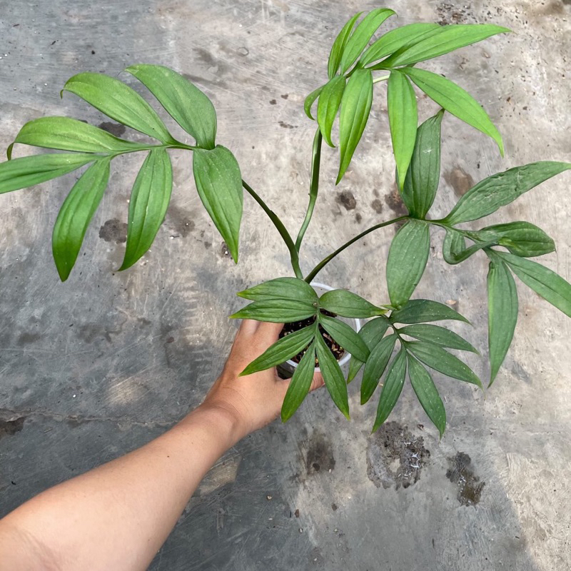 Bunga Monstera Subpinnata, Si Hijau Serbaguna yang Memukau untuk ...